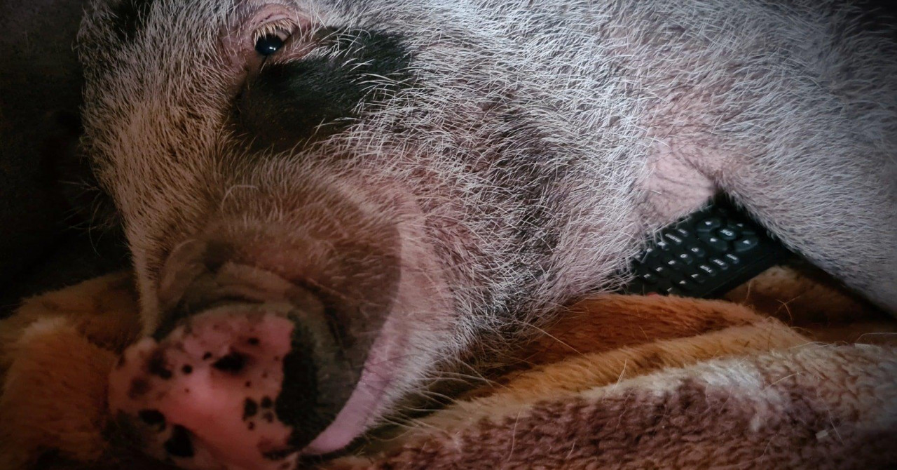 Jutarnji list - Što napravite kada se svinja dočepa daljinskog? Ništa ...