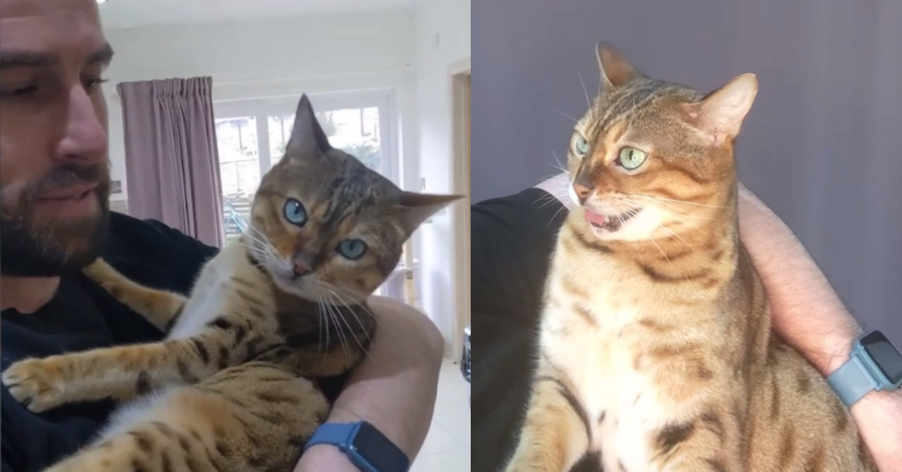 Jutarnji list - Pjevač svog mačka naučio pjevati duete: ‘Pjeva sve osim ...