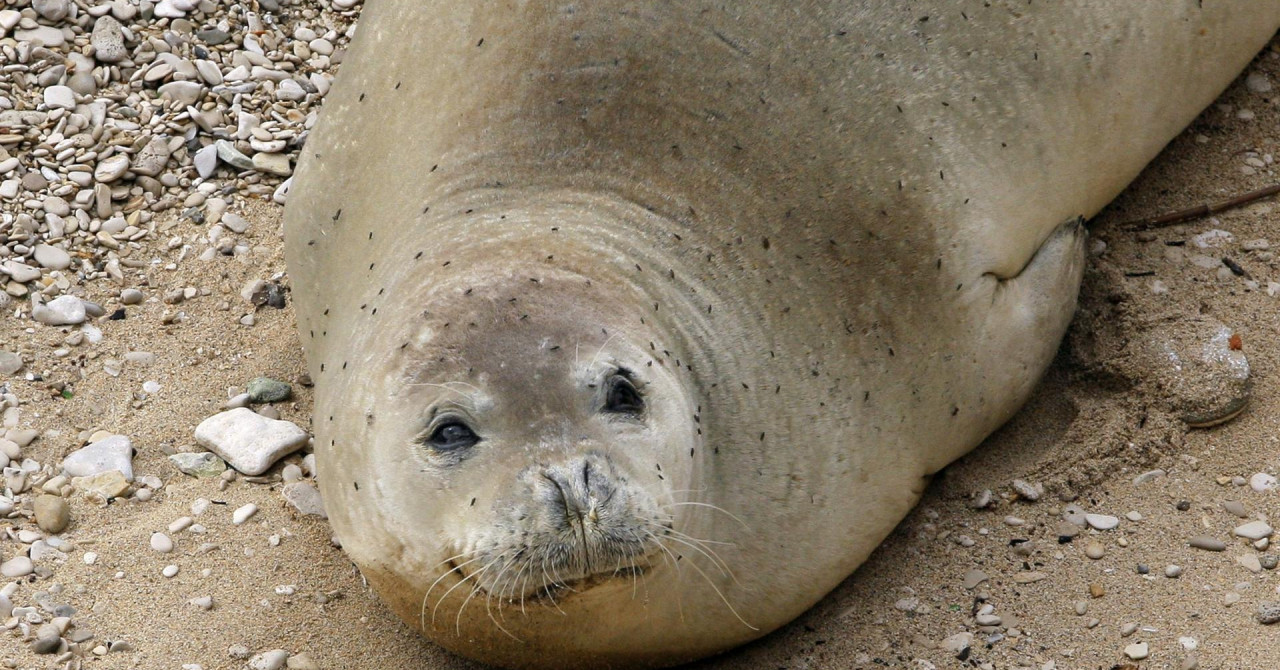 Jutarnji list - U sklopu Eastern Adriatic projekta stvorit će se preduvjeti za naseljavanje ...