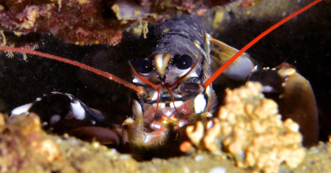 Jutarnji list - Hlap koji je snimljen u podmorju Rijeke tek je stasao ...