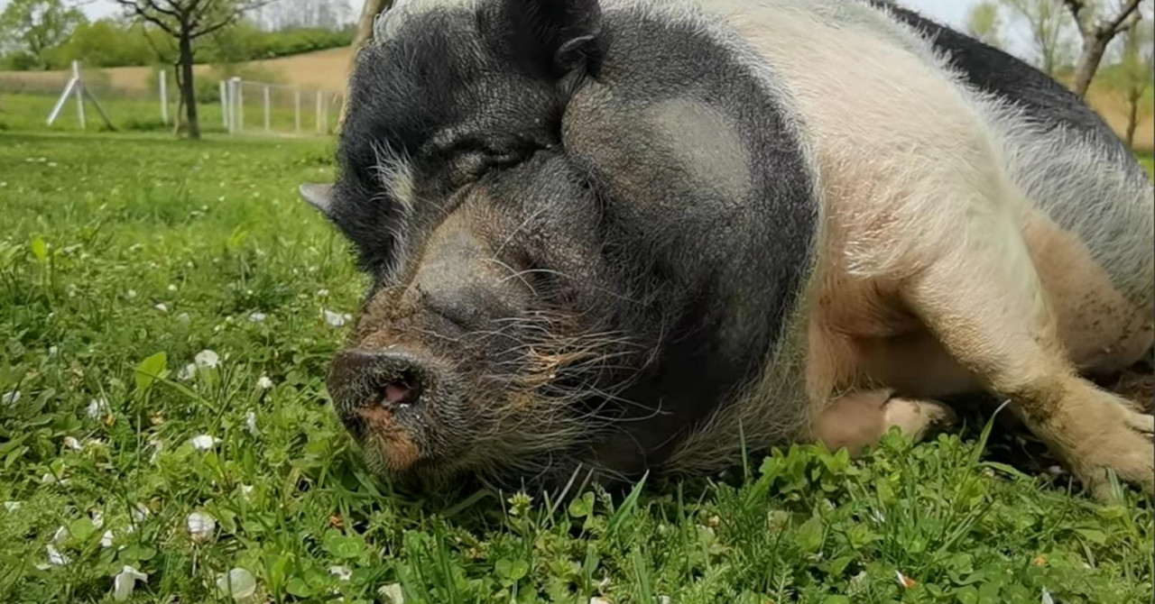 Jutarnji list - Kako je ova svinja proslavila praznik rada? Totalno ...