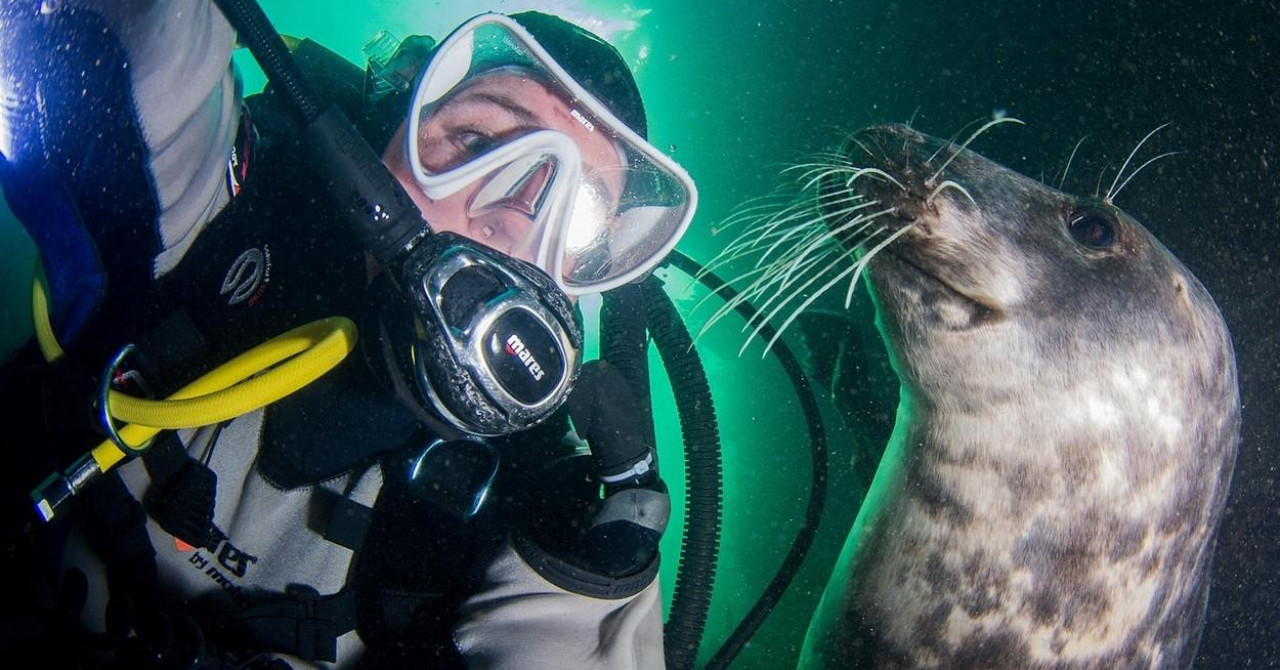 Jutarnji list - Tuljanica je doplivala do ronioca i od njega zatražila ...