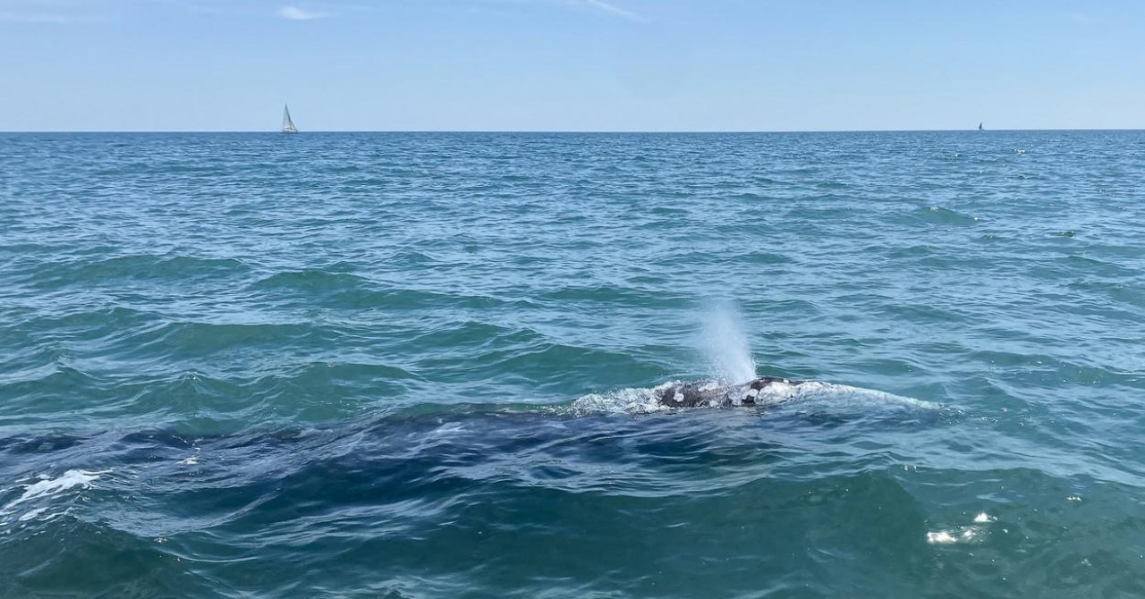 Jutarnji list - Kit prešao 30 tisuća kilometara i postao svjetski ...