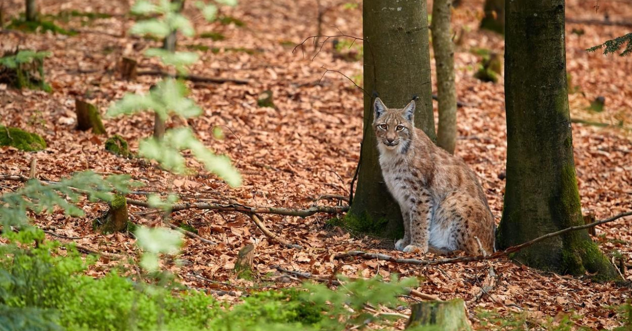 Jutarnji list - Udruga i planinari zajedničkim snagama pomažu da se ...