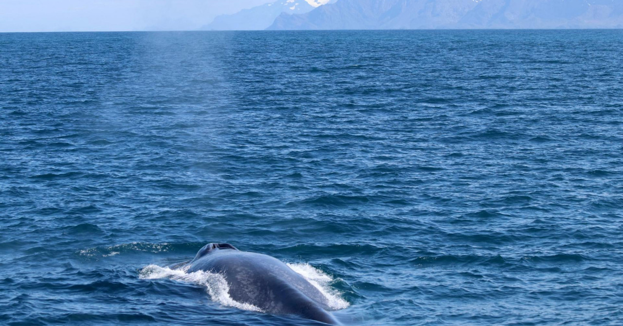 Jutarnji list - Plavi kitovi vratili su se na španjolske obale ...