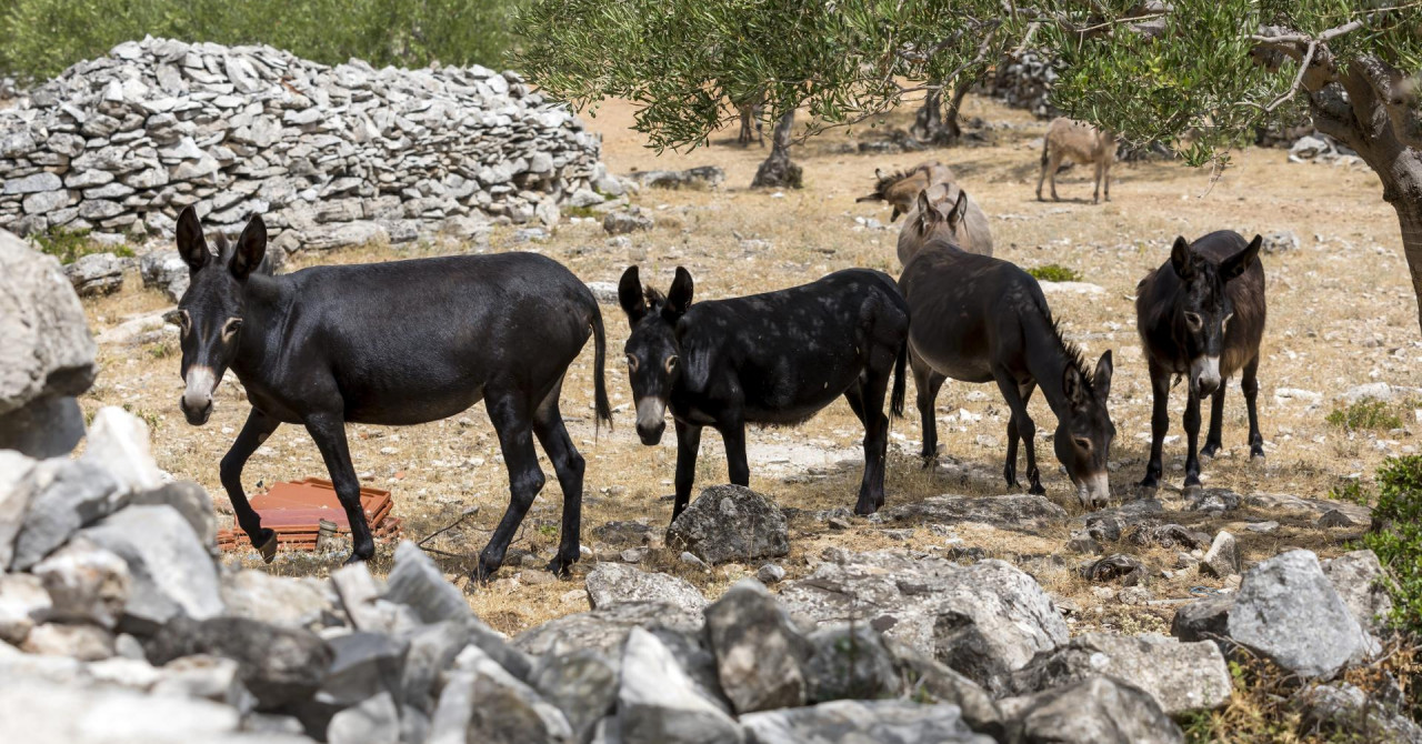 Jutarnji list - ‘Mazga nije zaštićena poput magarca ili konja, nju ...