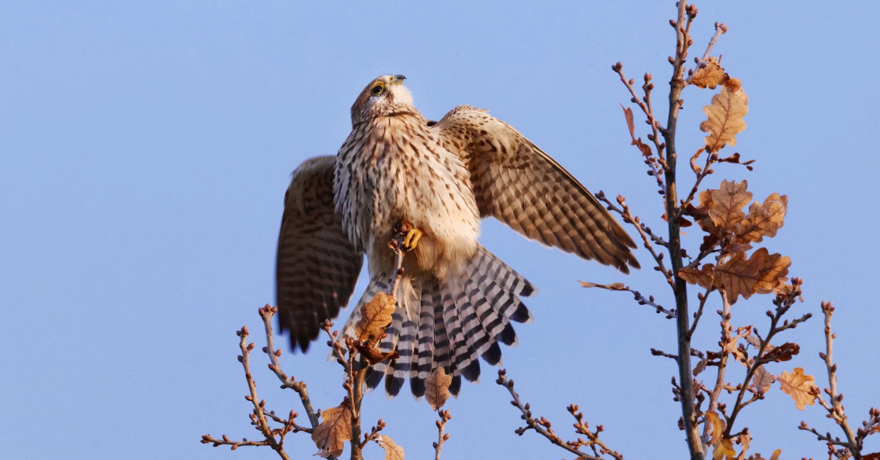 Jutarnji list - Gotovo polovica velikih ptica grabljivica u sjevernoj ...