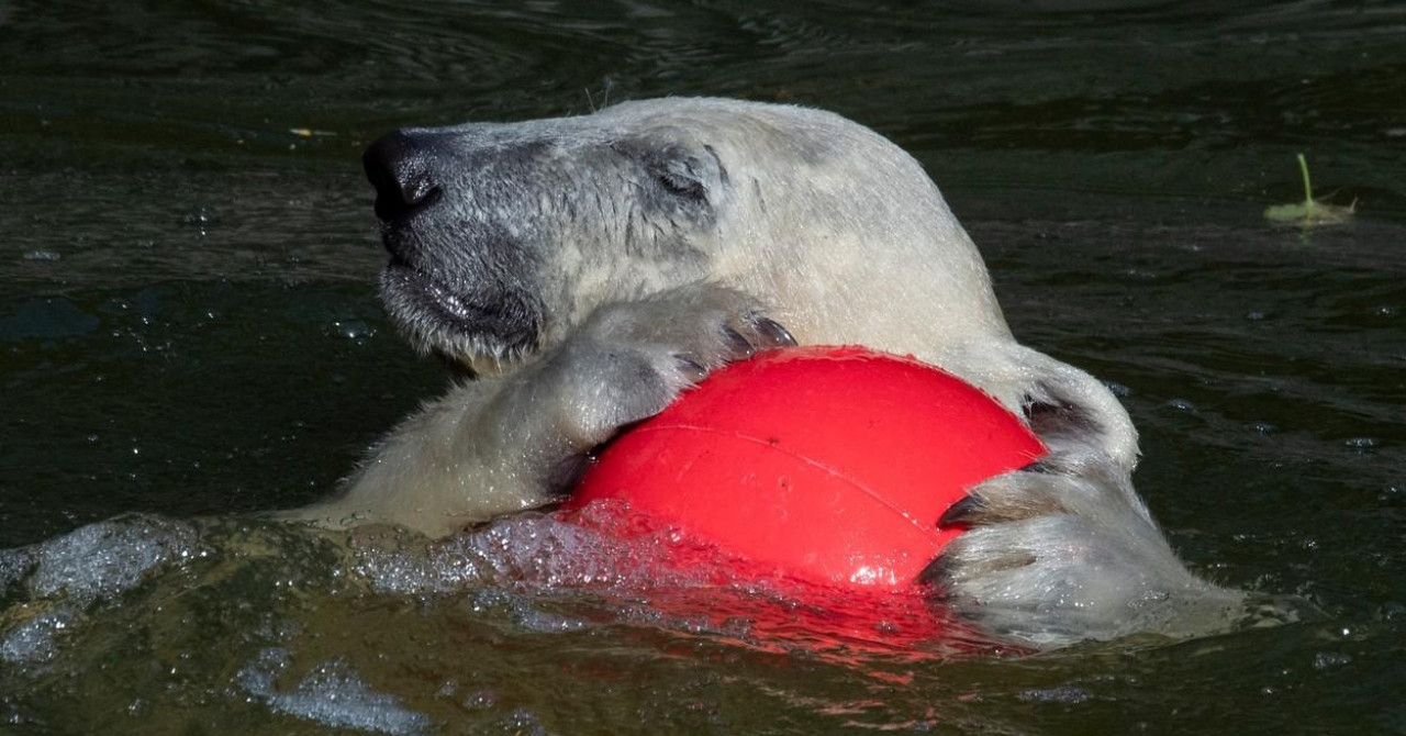 Jutarnji list - U dobi od 37 godina umrla polarna medvjedica Katjuscha. Imala je problema sa ...