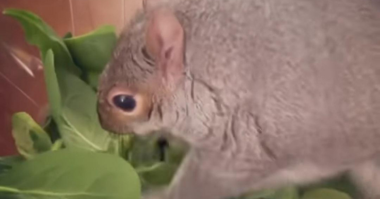 Jutarnji list - Pogledajte na koja neobična mjesta malena Palčica pokušava sakriti svoju hranu