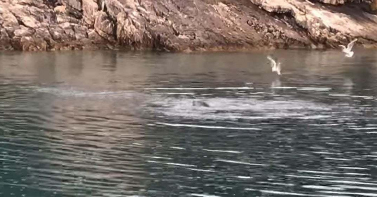 Jutarnji list - U Jadranskom moru viđena Sredozemna medvjedica: ‘Nadamo se da ćemo je uskoro ...