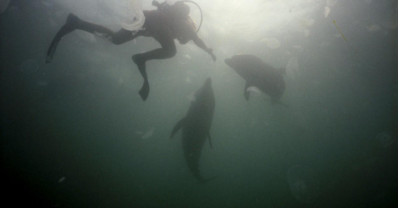 Jutarnji list - SSSR je obučavao borbene dupine. Time se bavila bivša ...