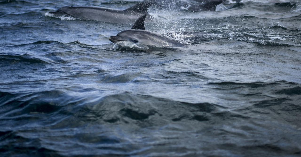 Jutarnji list - ‘Kitove nazivamo i inženjerima morskih ekosustava ...