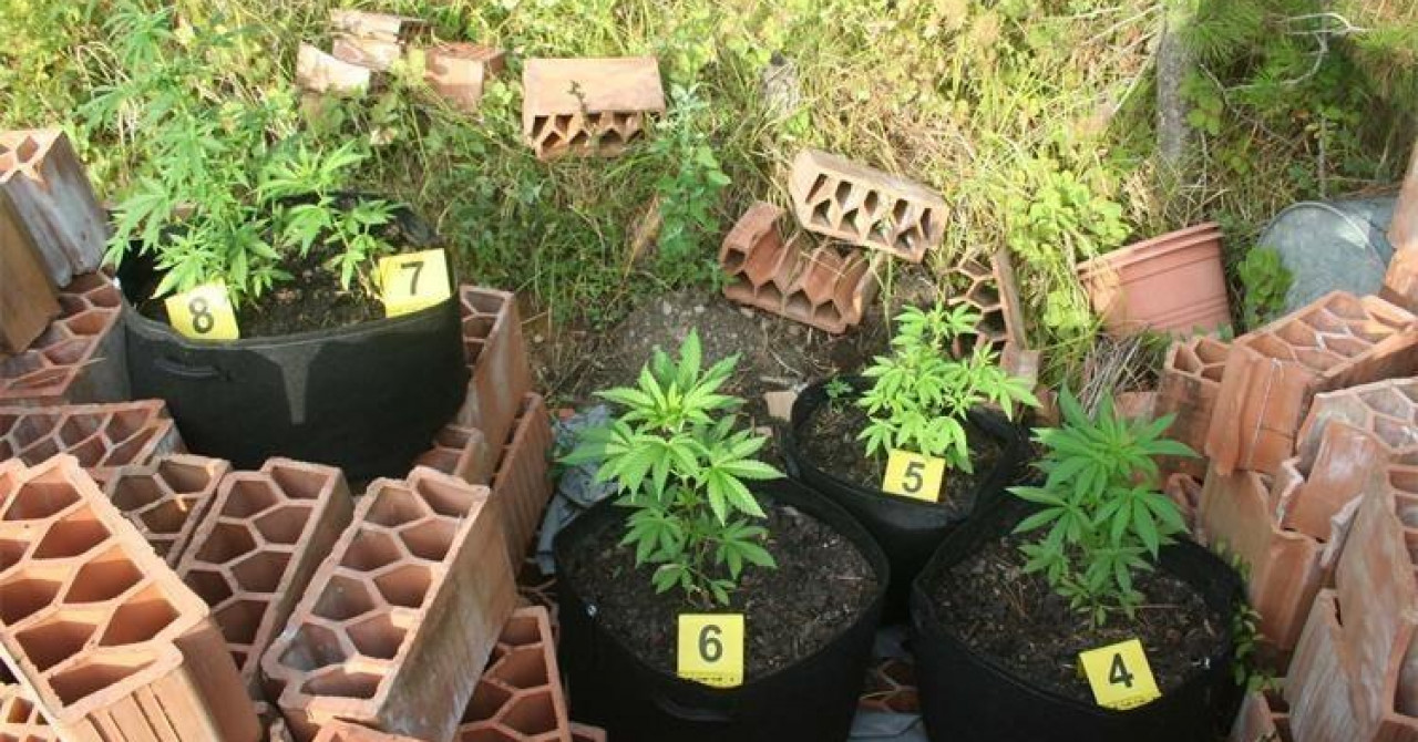 Jutarnji list - U Istri uhitili ‘botaničara‘ zbog uzgoja marihuane ...