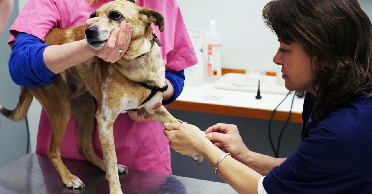 Jutarnji list - Hrvatski veterinari sudjelovali na trodnevnom skupu ...