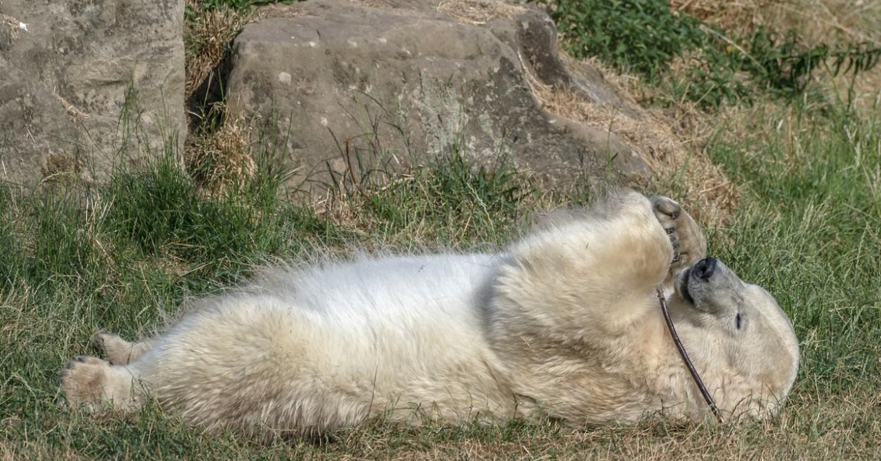 Jutarnji list - Video: Medvjedica utrčala u grad usred bijela dana, ulovili je tek na sportskom ...