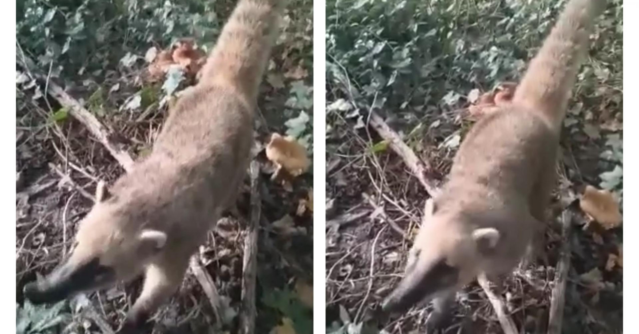 Jutarnji list - Nosati rakun luta Markuševcem: ‘Nije pobjegao od nas ...