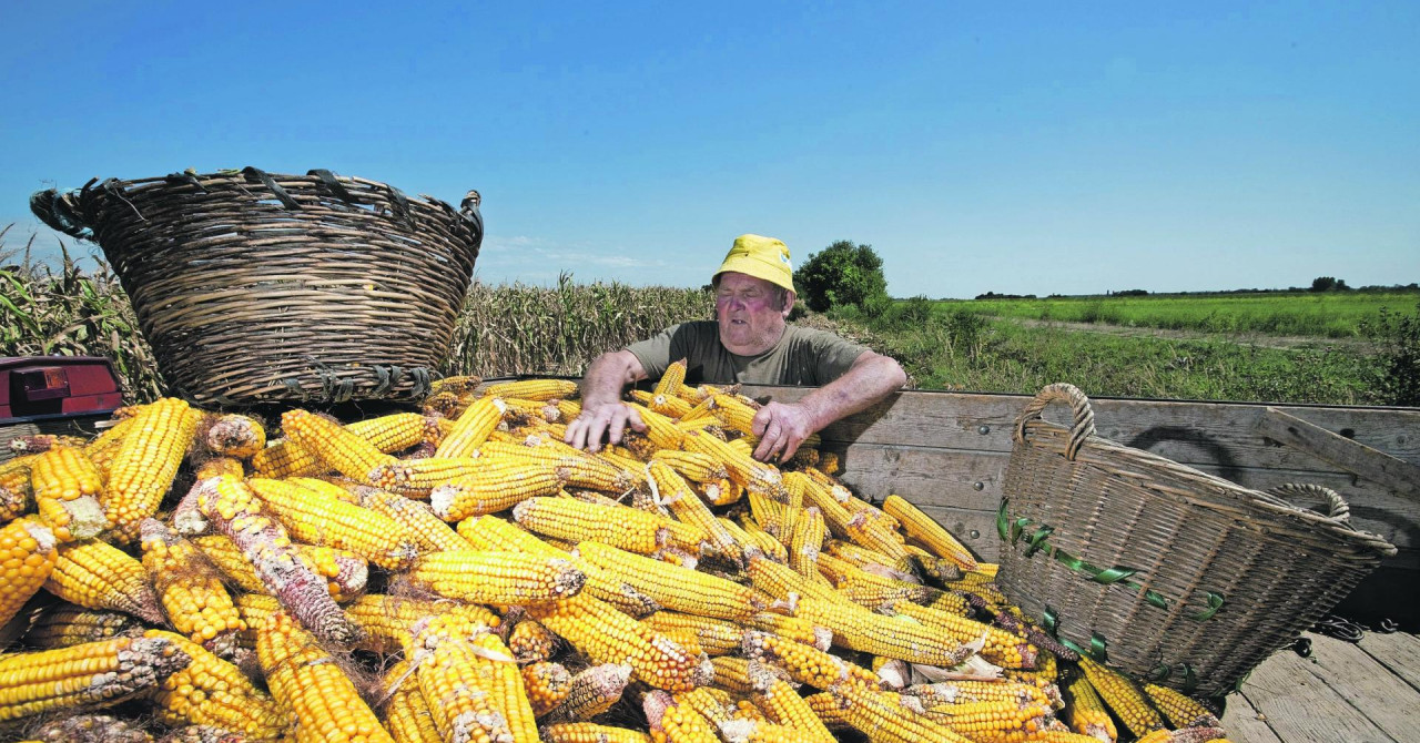 Jutarnji list - Seljaci ponovno izigrani: Za kukuruz dobili 2,30 kuna ...