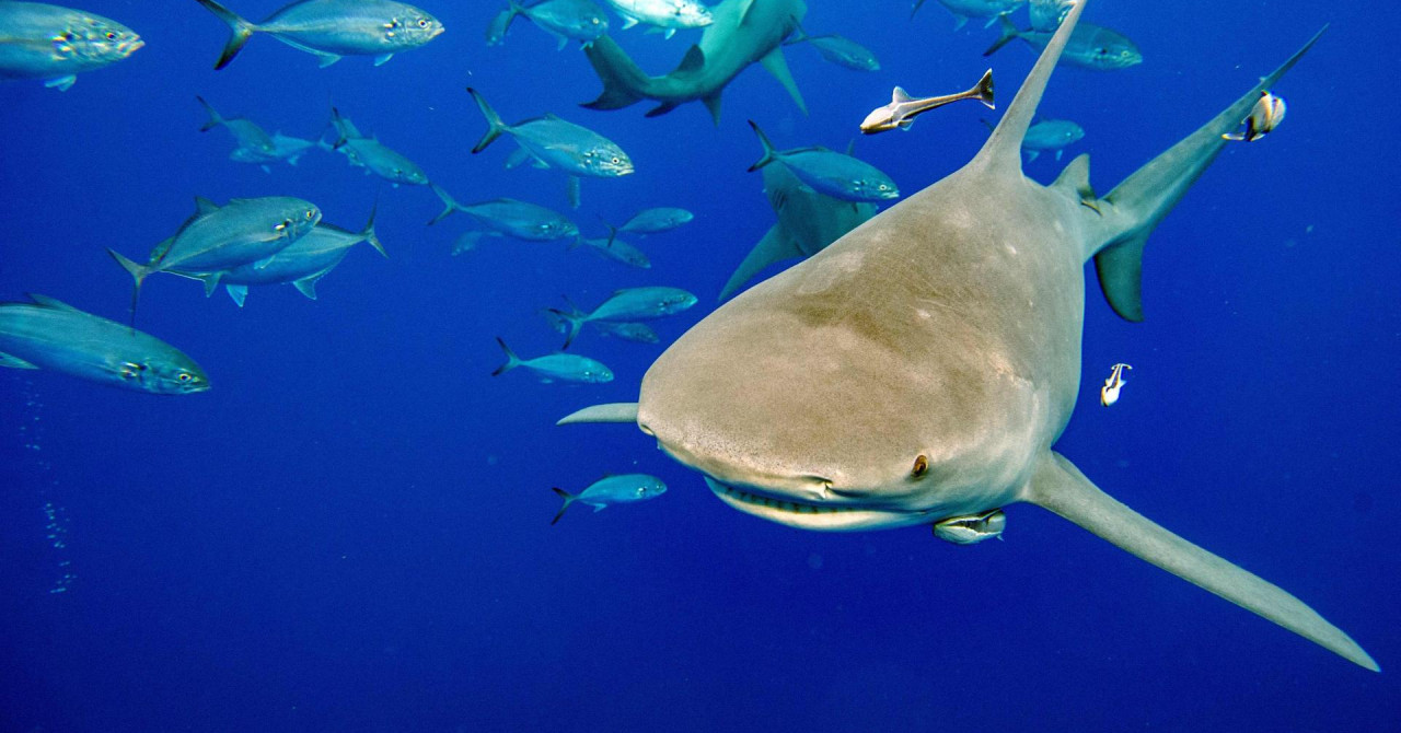 Jutarnji list - Spielberg žali zbog posljedica njegova filma "Ralje" iz ...