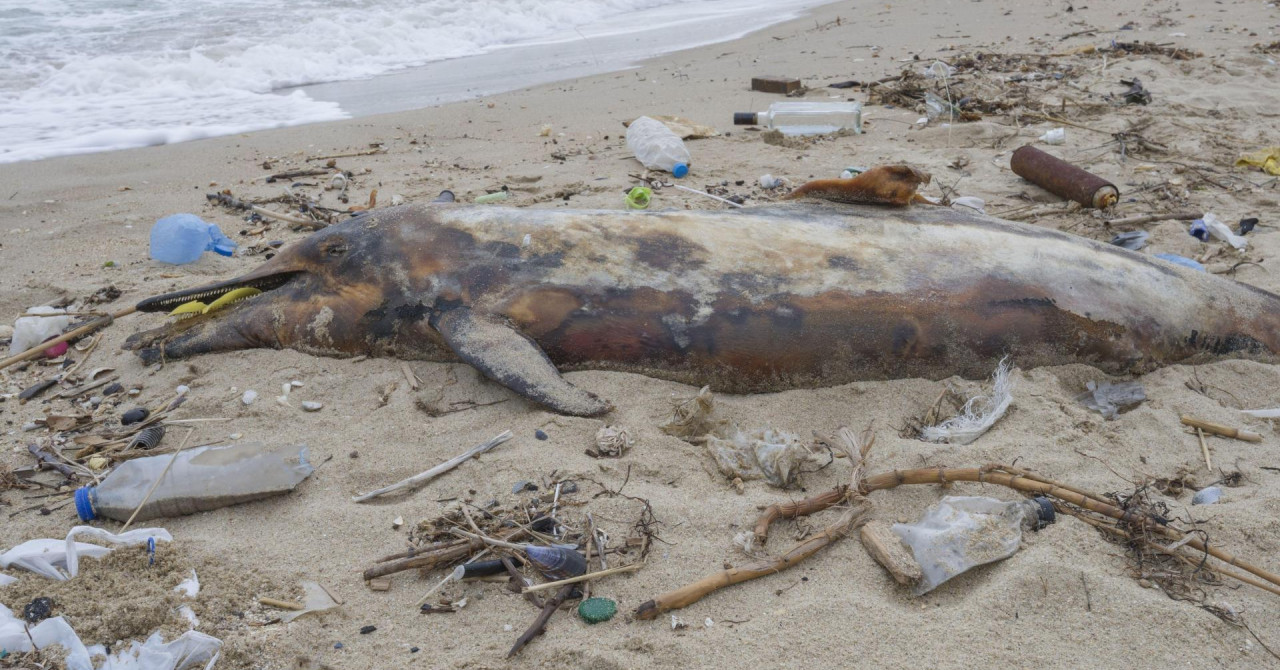 Jutarnji list - Otkriven razlog zbog kojeg se dupini nasukavaju i umiru, a za to je kriva bolest ...