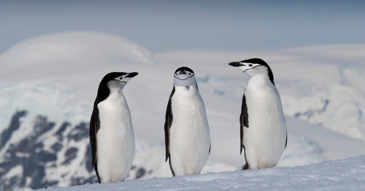 Jutarnji list - Pingvini ne moraju izumrijeti, ali spašavanje će ...