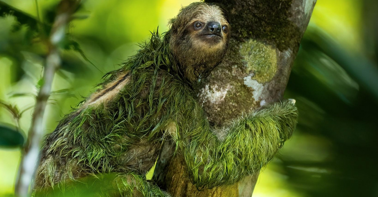 Jutarnji list - Foto: Dobro pogledajte, vidite li životinju u ovoj krošnji? Kao da se kamuflirala...