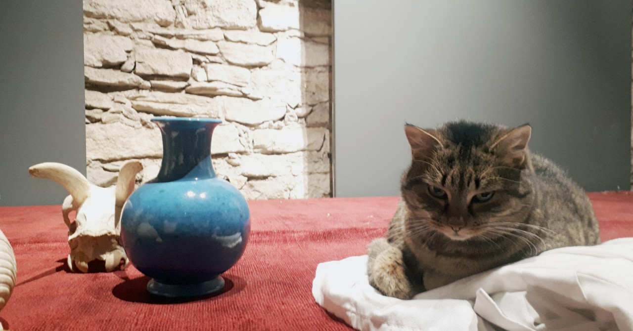 Jutarnji list - Mačka koja živi u varaždinskom muzeju: 'Nekad nam ...