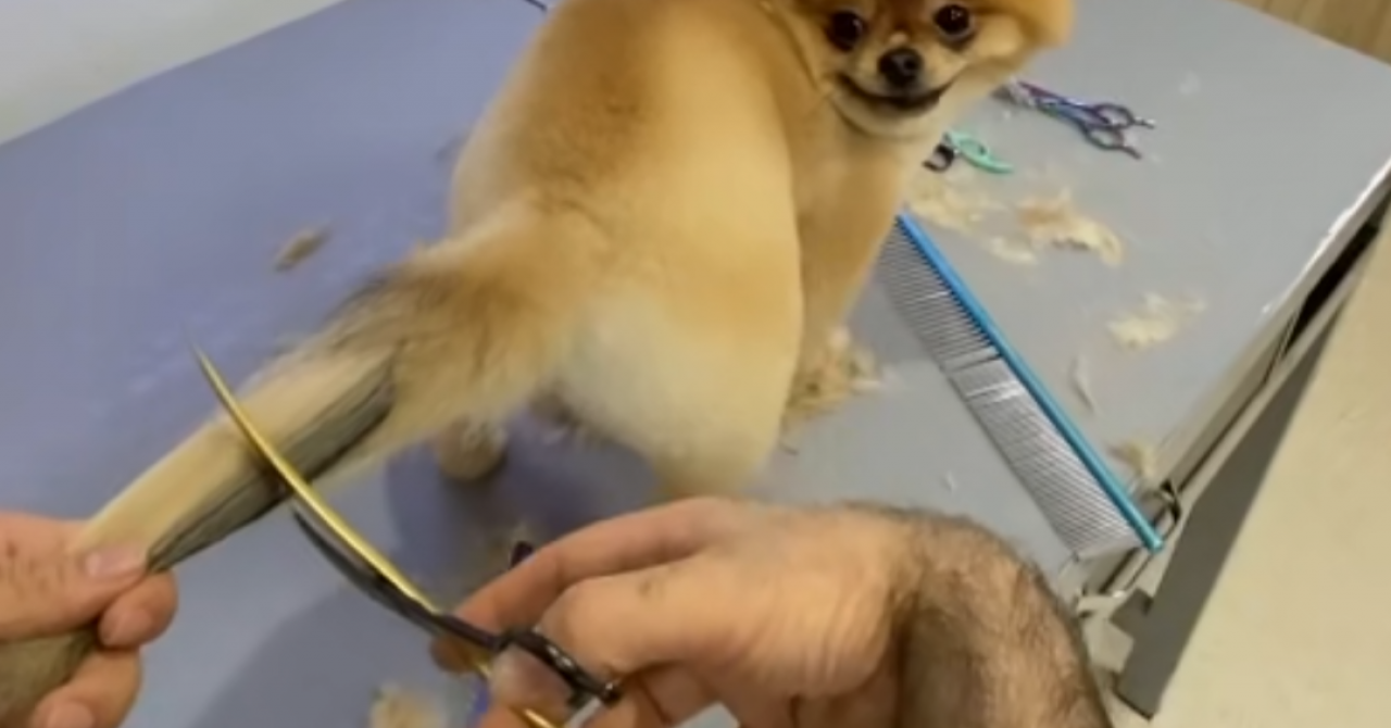 Jutarnji list - Pas je prilično uživao u tretmanu, sve dok groomer nije sa škaricama krenuo ...