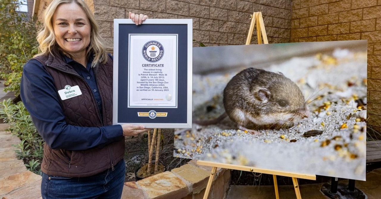 Jutarnji list - Najstariji miš na svijetu živi u San Diegu, potvrdili ...