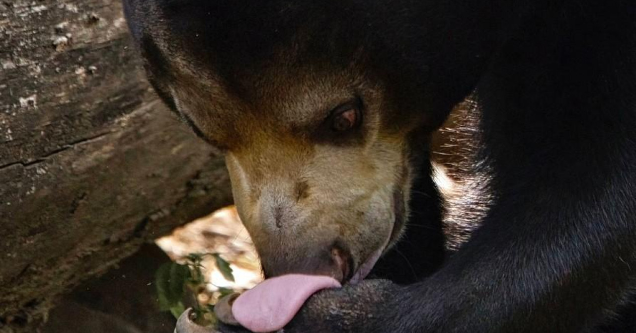 Jutarnji list - Jeste li znali da postoje čupavci koji imaju ovako dugačak jezik? Upoznajte ...