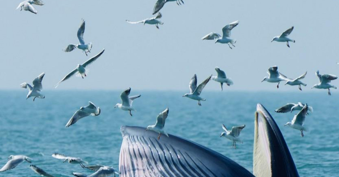 Jutarnji list - Znanstvenici otkrili koje je morsko stvorenje bilo ...