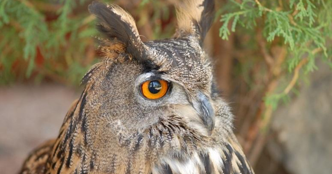 Jutarnji list - Punih pet godina volontiranja na monitoringu ušara sad je okrunjeno znanstvenim ...