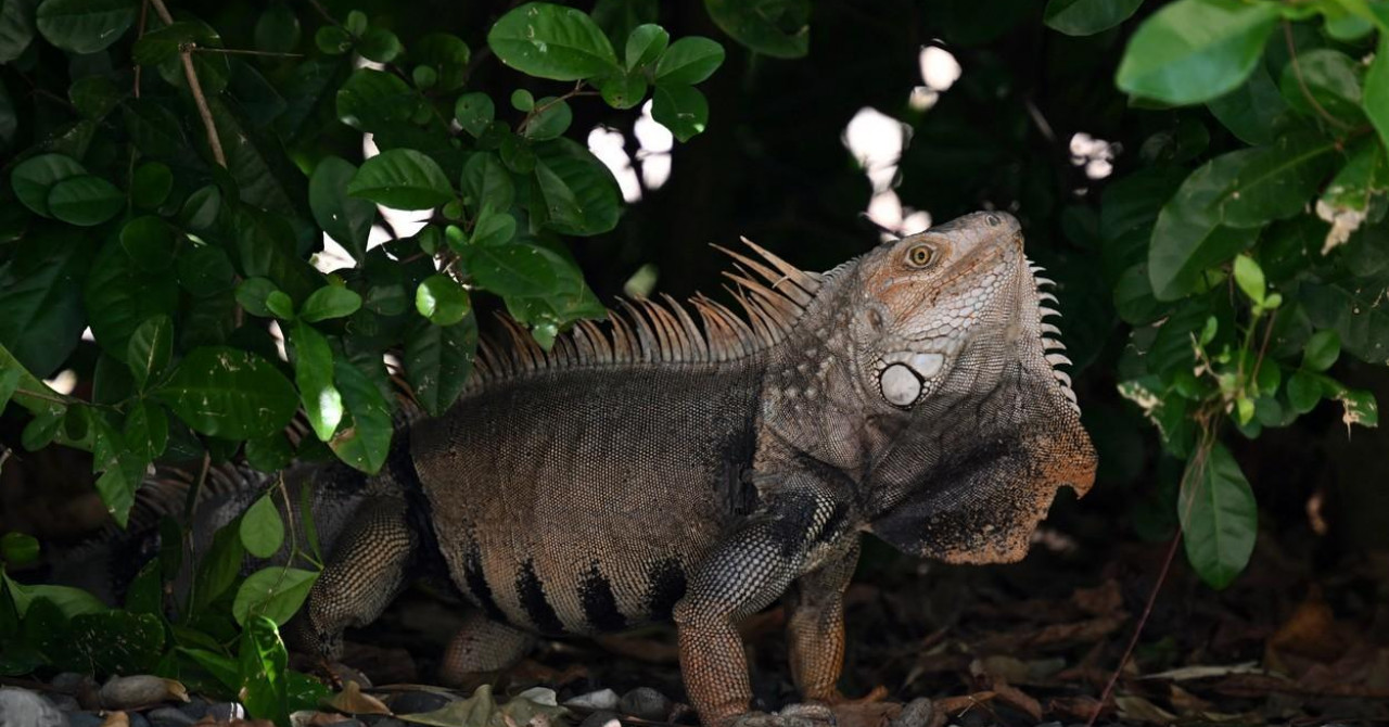 Jutarnji list - Djevojčicu ugrizla iguana koja je htjela njen komad torte. Malena je završila na ...