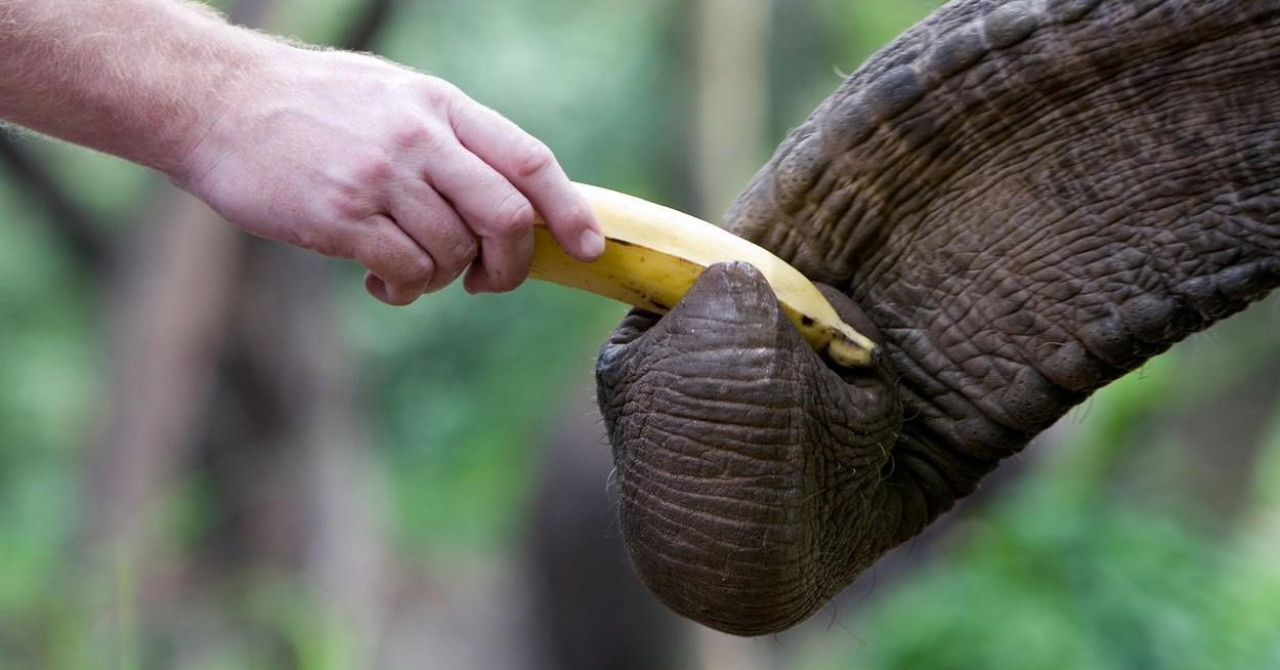 Jutarnji list - Slonica u ZOO vrtu ima neobičnu vještinu guljenja ...