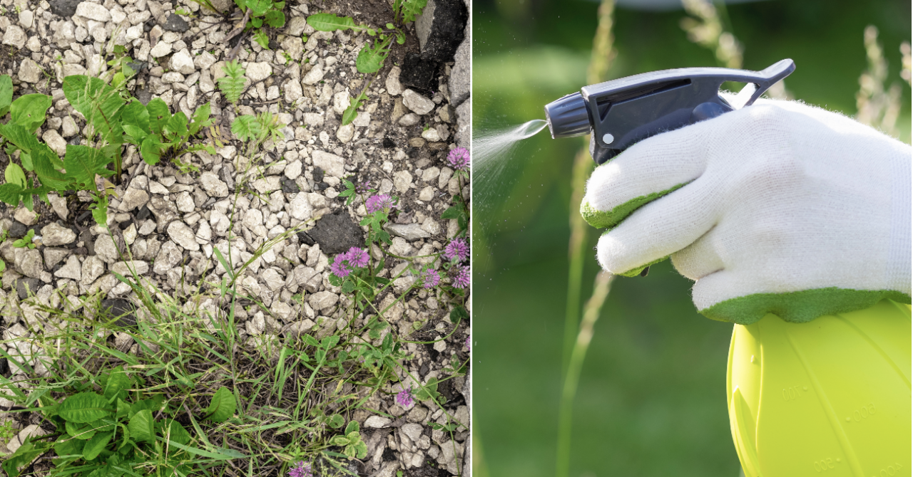 Dom i dizajn - Vrtlari tvrde da korov koji raste kroz šljunak umire ...