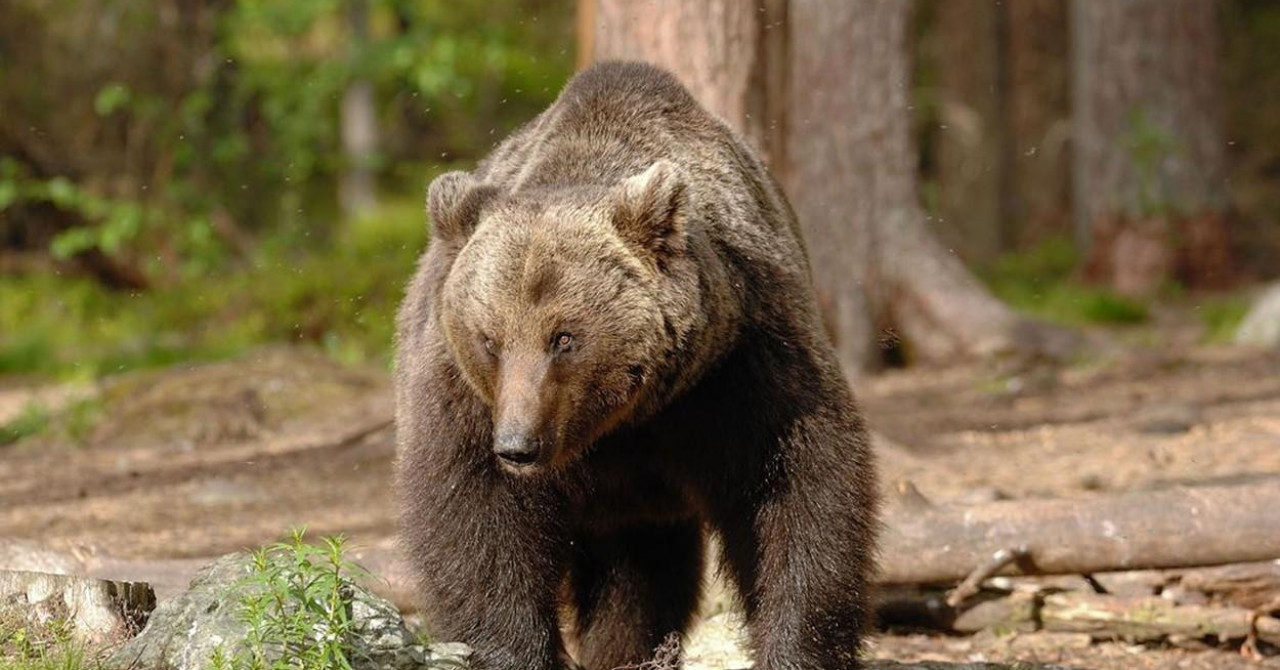 Jutarnji list - Uhvaćena medvjedica koja je na sjeveru Italije ubila trkača