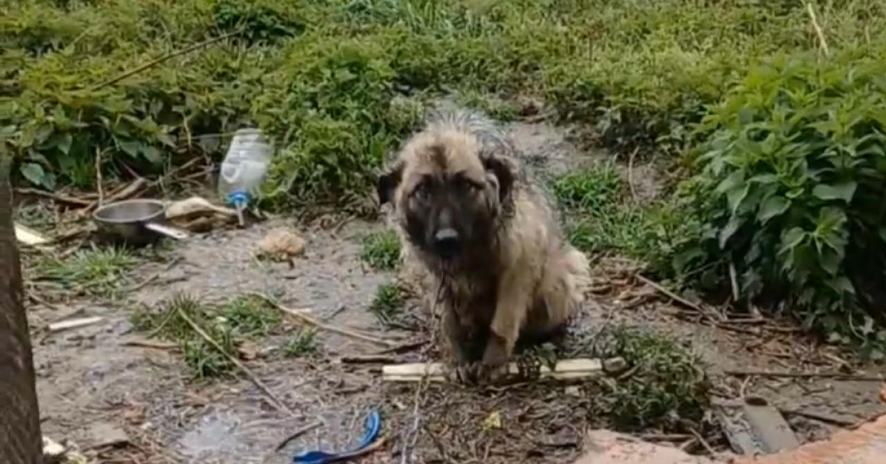 Jutarnji list - Jeste li vidjeli ovog psa? 'Bila je vezana lancem, nije dala da joj se priđe ...