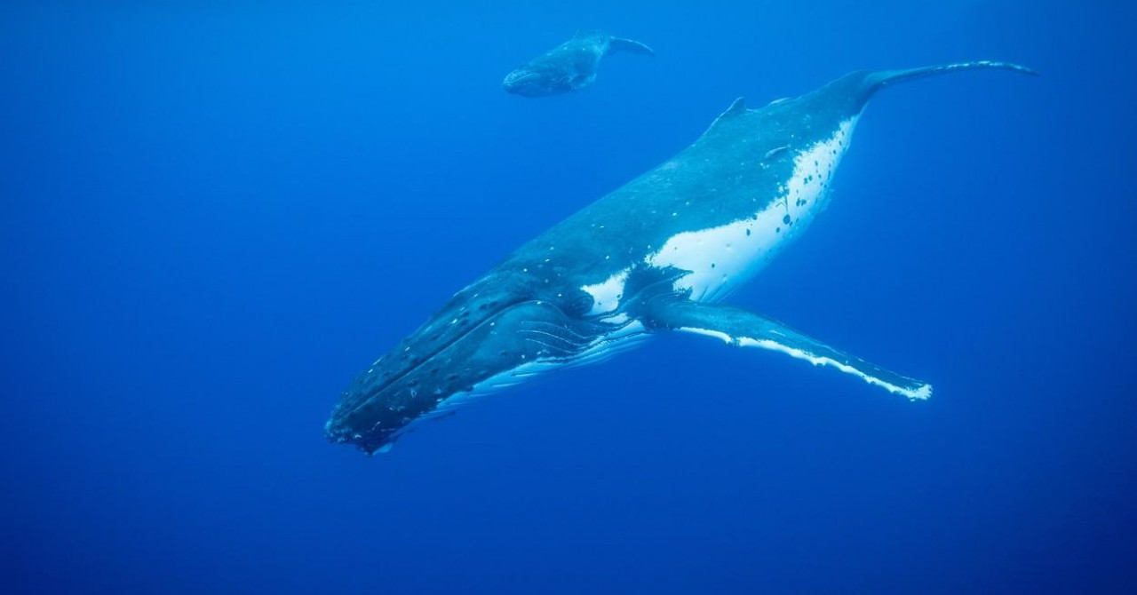 Jutarnji list - Grbavi kitovi snimljeni dok uživaju u druženju i 'spa danu' u podmorju