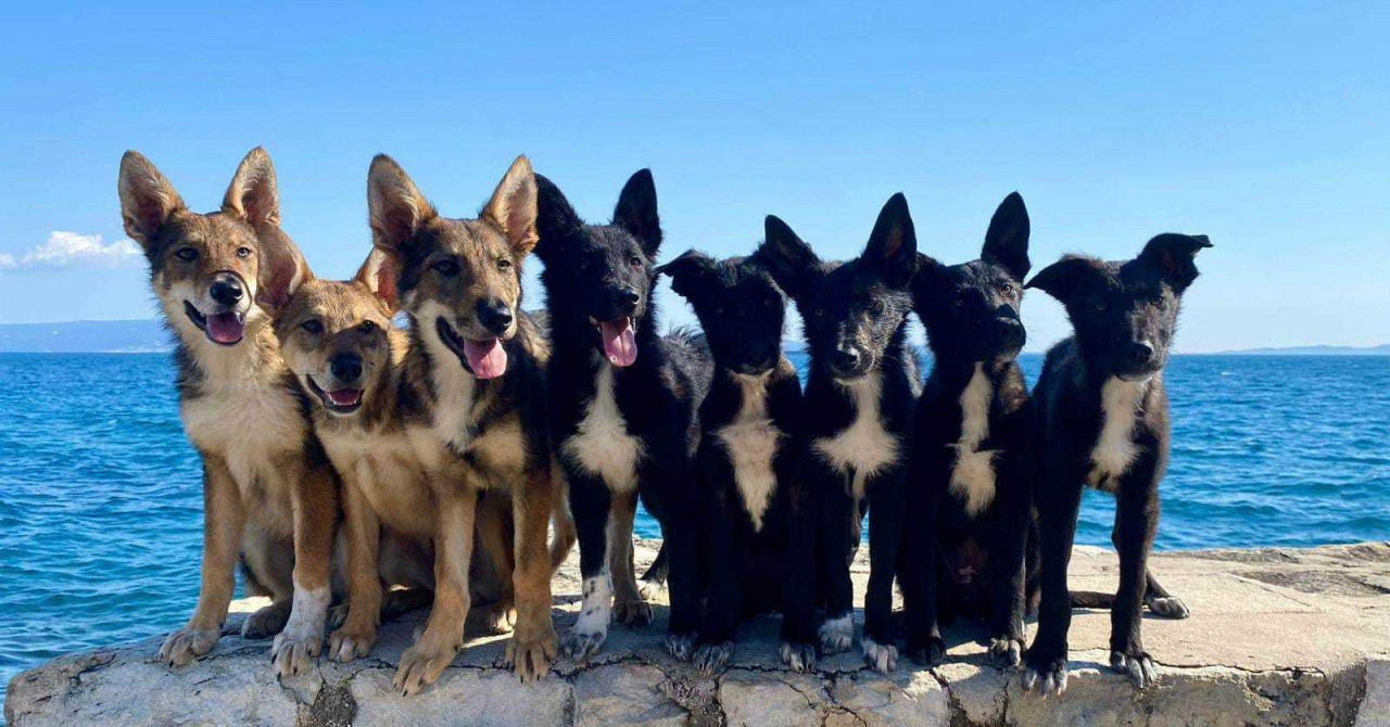 Jutarnji list - Pseći manekeni u potrazi za domom: Pogledajte kako ...