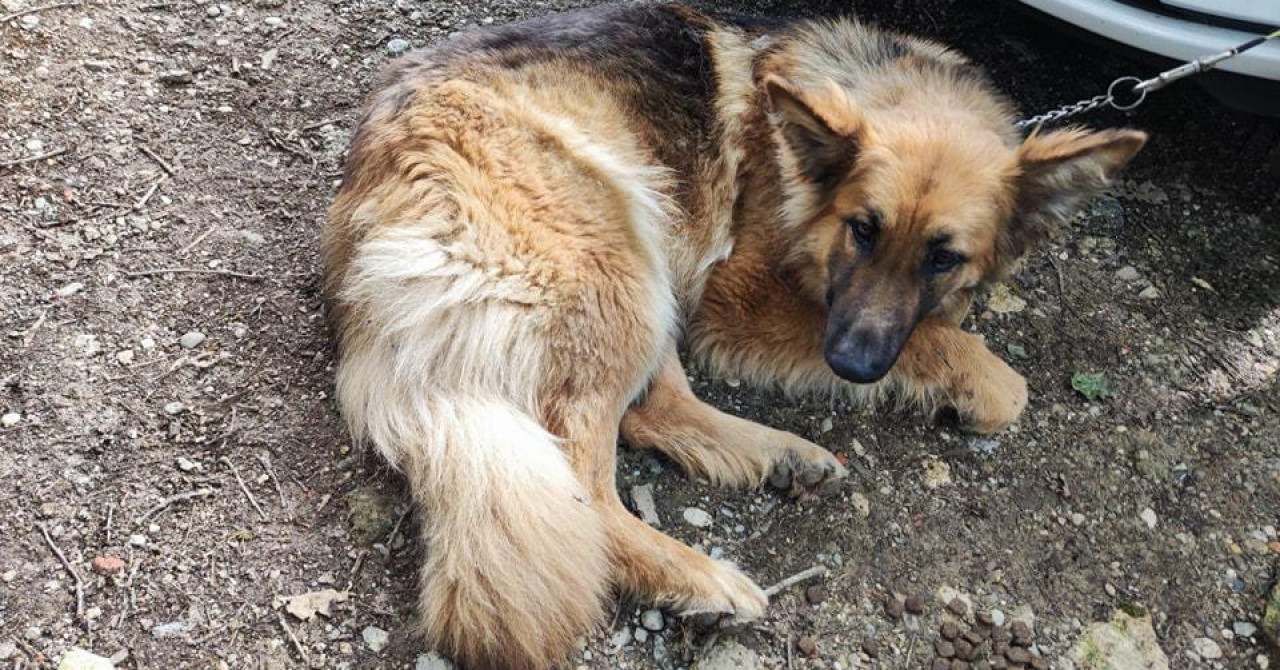 Jutarnji list - U šumi pronađene četiri kujice zavezane za stablo: Imaju strane čipove, ne zna ...