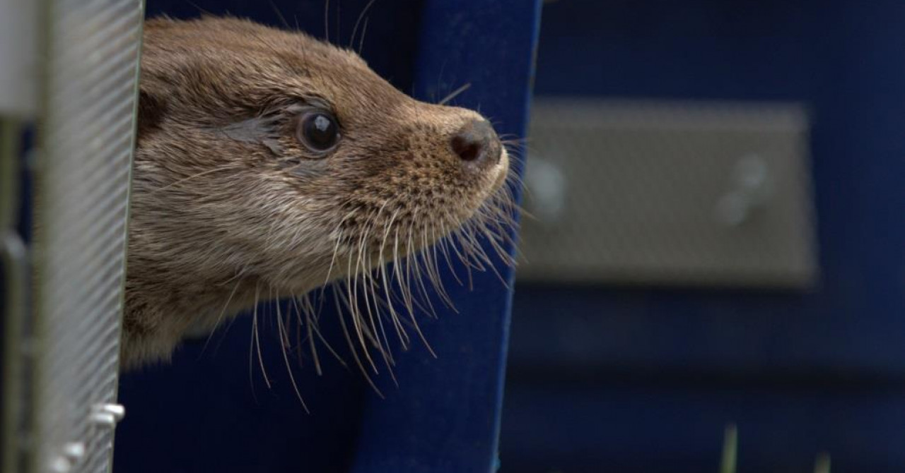 Jutarnji list - Malena vidra koja je pronađena sama, bez mame, uspješno se oporavila i vratila ...