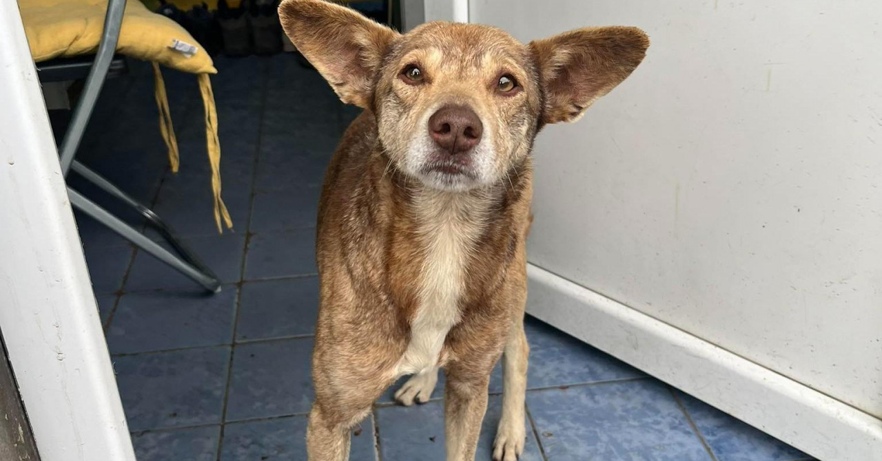 Jutarnji list - Na ovog su psa pucali da ga ulove, dali su mu ime Vuk ...