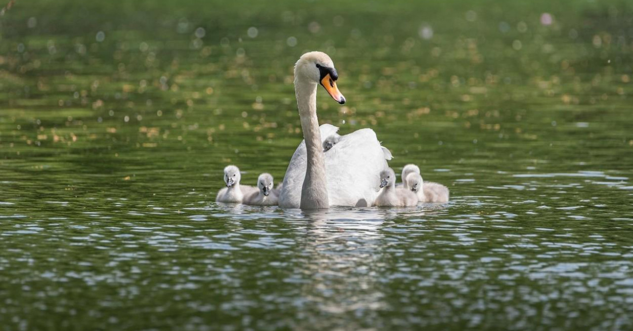Jutarnji list - Tri mladića ubila i pojela labuda koji je bio simbol ...