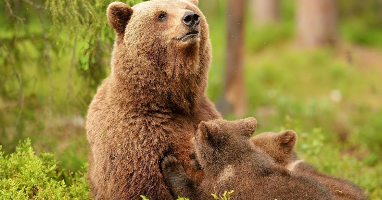 Jutarnji list - Prijatelji životinja: 'Lovci, molimo vas, nemojte ubiti ...