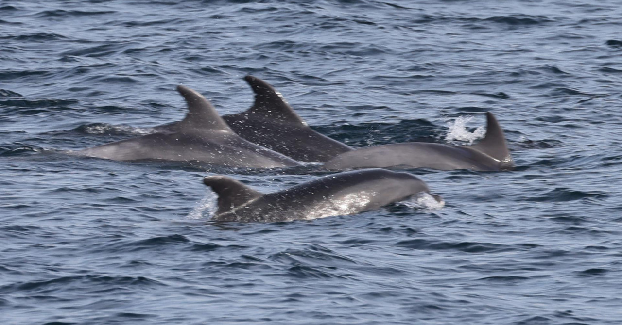 Jutarnji list - Nisu orke jedine koje su promijenile ponašanje zbog ljudi. Evo što rade dupini...