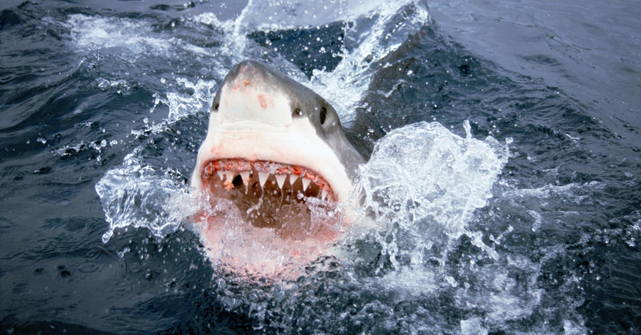 Jutarnji list - Veliko otkriće u mjestu gdje su snimljene kultne 'Ralje ...