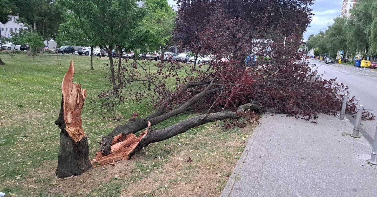 Jutarnji list - Snažan vjetar lomio grane i čupao stabla u Zagrebu ...