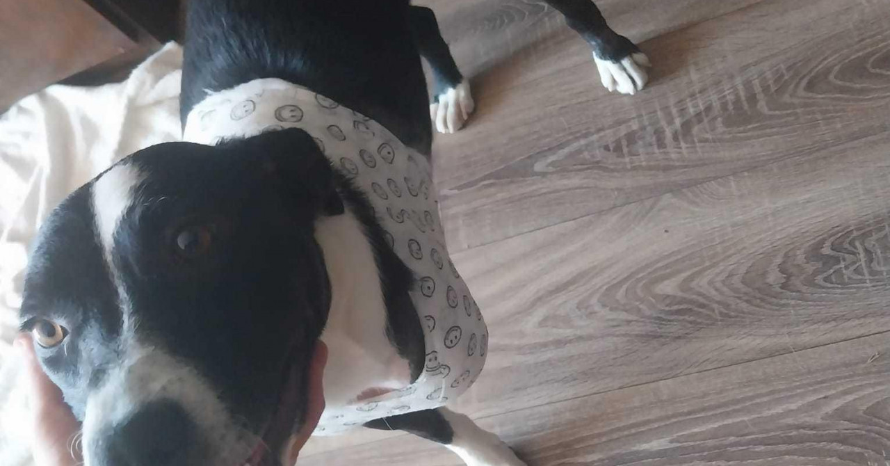 Jutarnji list - Nesretnoj kujici noga je amputirana zbog nemara bivših ...