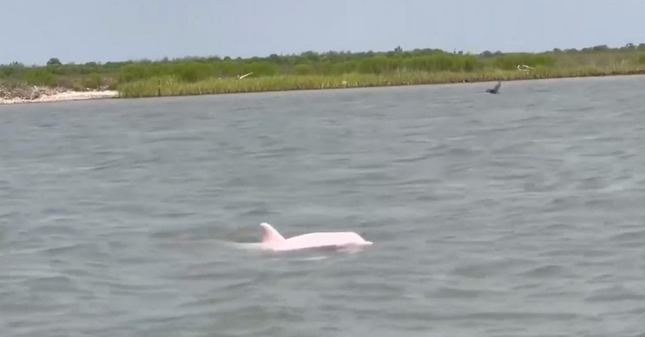 Jutarnji list - U moru viđen rijetki ružičasti dupin, stručnjaci ...