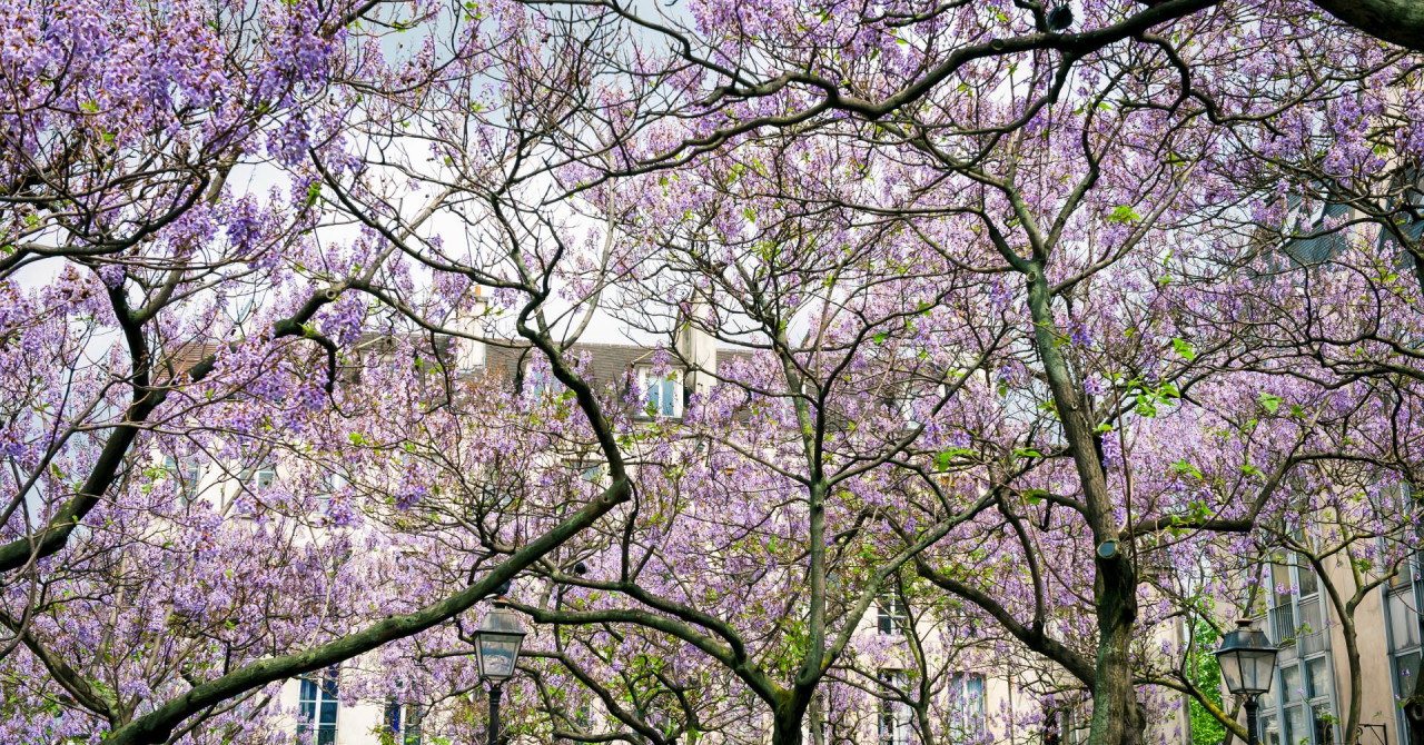 Dom i dizajn - Posadite princezino drvo - raste šest metara godišnje ...