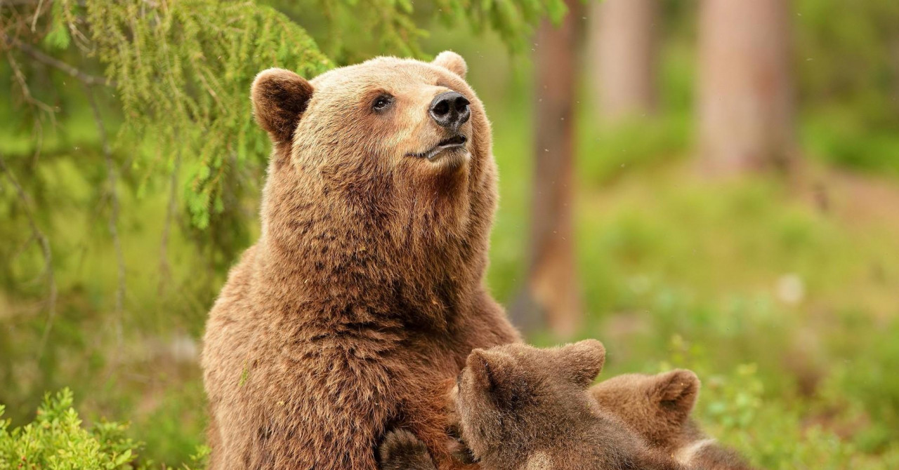 Jutarnji list - Šok u Italiji: Ustrijeljena medvjedica, čuvari nacionalnog parka traže njezinu ...